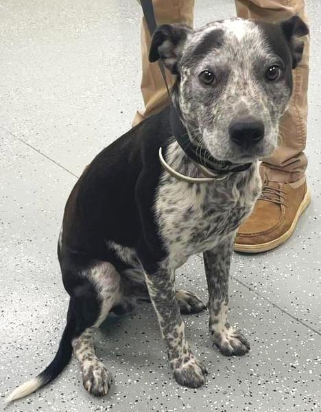 Galax Carroll Grayson Animal Shelter, Galax, VA